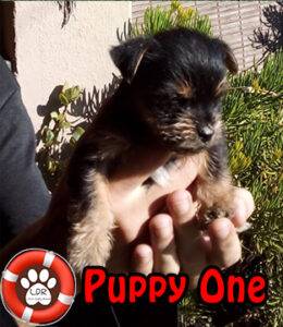 Gauteng 10 Adorable Small Dogs to Adopt - Little Doggy Rescue