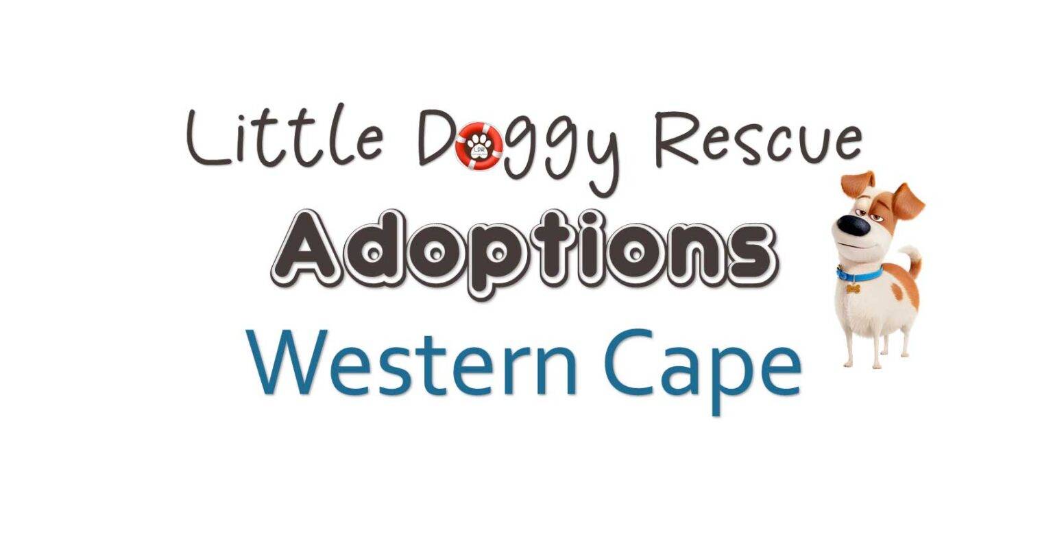 Adopt a Small Dog in the Western Cape | Little Doggy Rescue