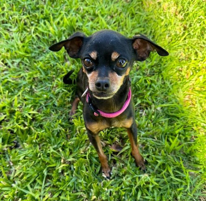 #064 ALREADY ADOPTED - WC Durbanville - Adopt a dog Max & Noodles ...