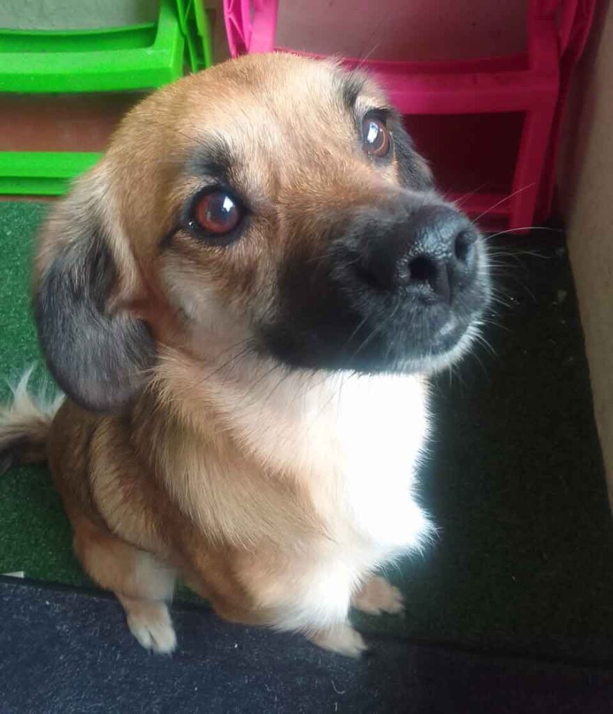 #065 Adopt a Small Dog Today, Porky - Little Doggy Rescue