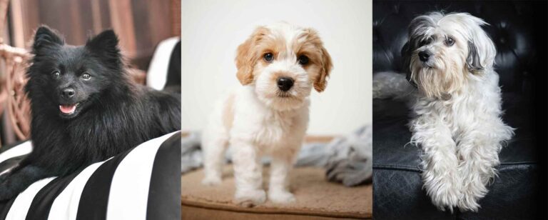 10 Adorable Dogs for Adoption - Little Doggy Rescue