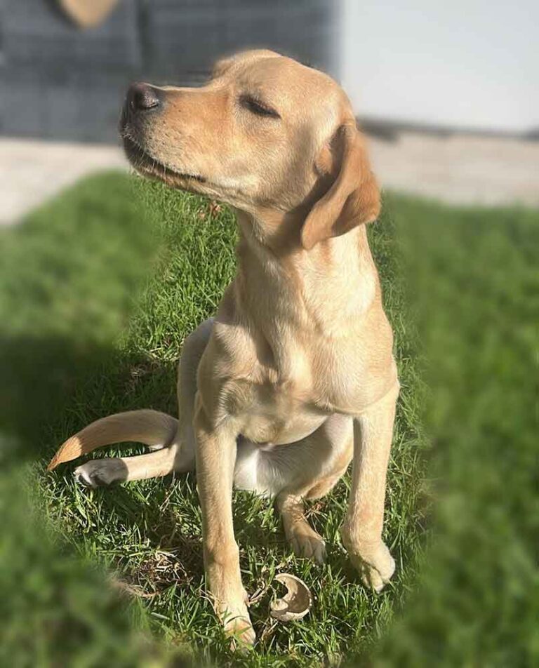 #079 ALREADY ADOPTED - WC Newlands - Adopt a Labrador Puppy Frankie ...