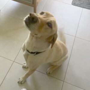 Western Cape - Little Doggy Rescue