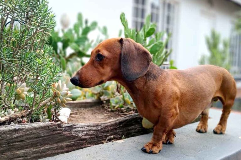 Adopt a Small Dog in Kwa-Zulu Natal (KZN) | Little Doggy Rescue