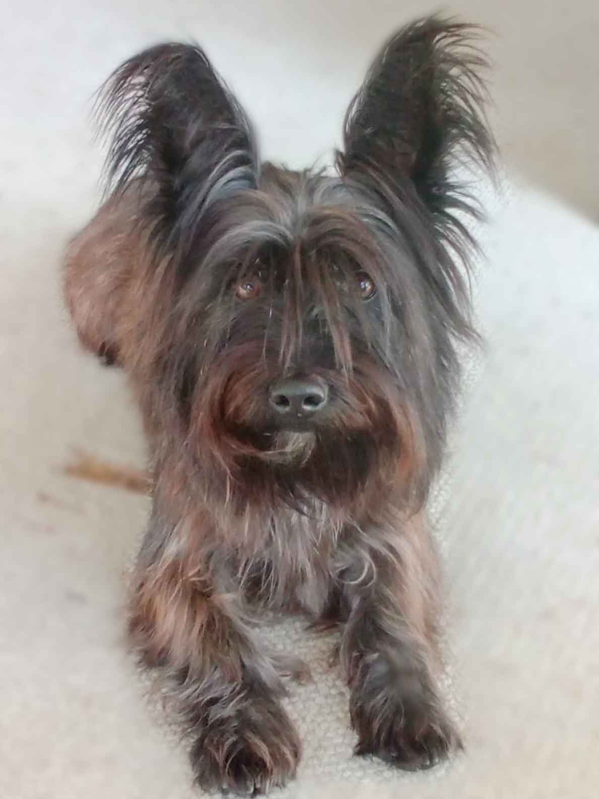 #097 ALREADY ADOPTED - Gauteng, Edenvale - Adopt Chilli: The Playful ...