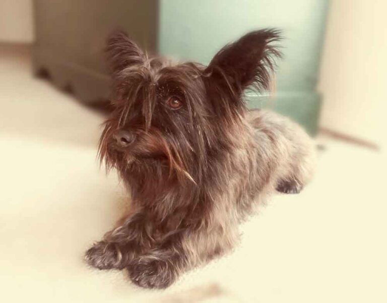 Gauteng 10 Adorable Small Dogs to Adopt - Little Doggy Rescue