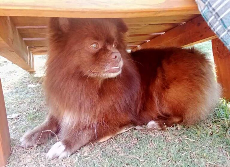 10 Adorable Dogs for Adoption - Little Doggy Rescue