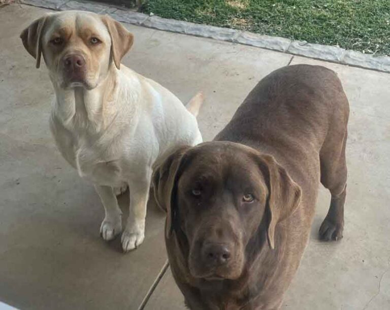 Gauteng 10 Adorable Small Dogs to Adopt - Little Doggy Rescue