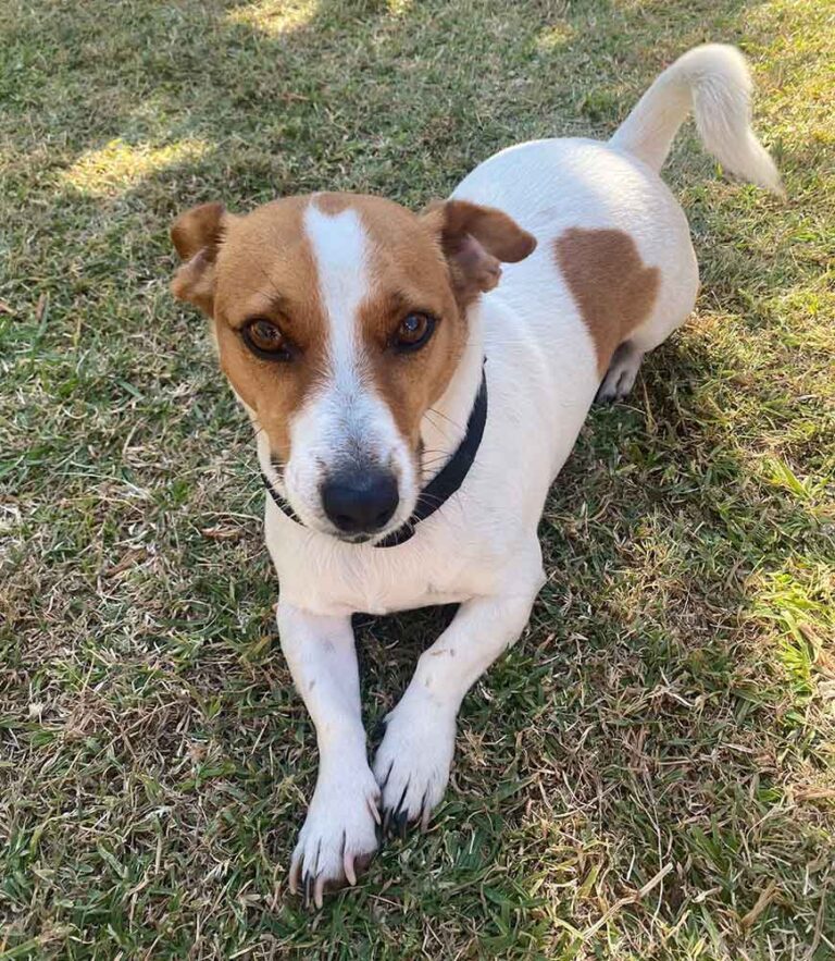 Gauteng 10 Adorable Small Dogs to Adopt - Little Doggy Rescue