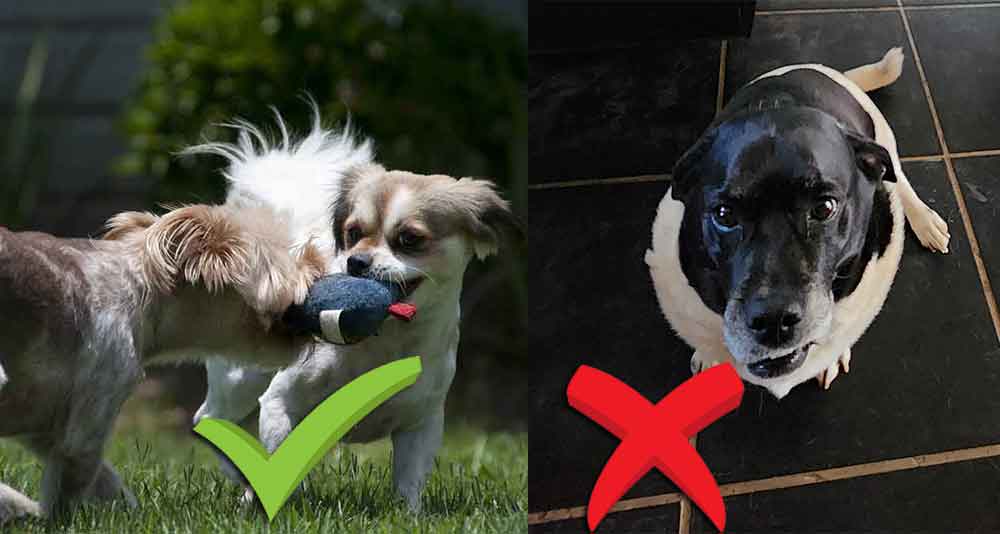 How to Take Great Photos of Your Dog for Rehoming - Little Doggy Rescue
