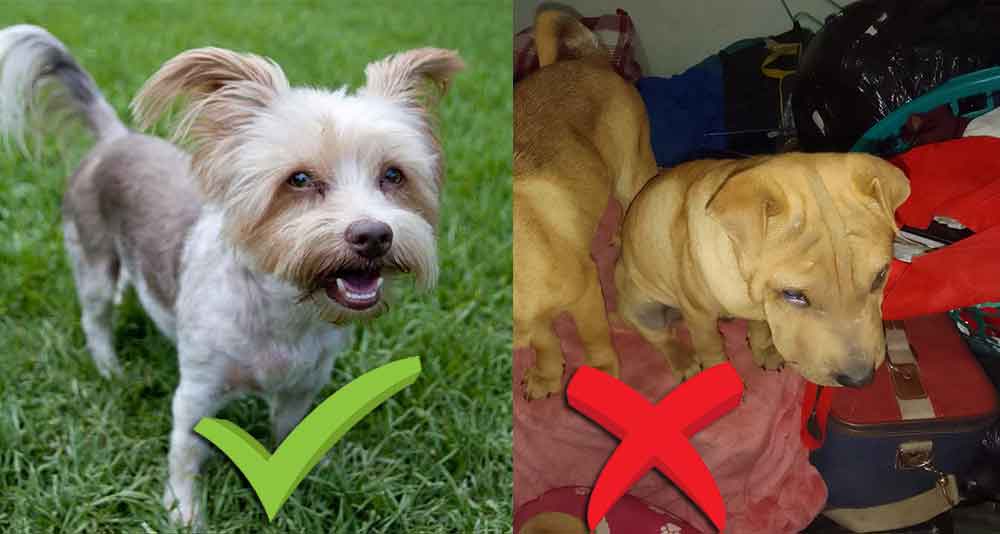 How to Take Great Photos of Your Dog for Rehoming - Little Doggy Rescue