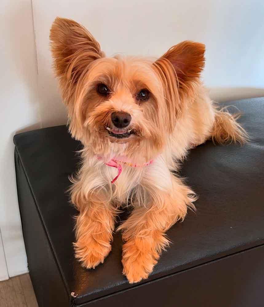 Rehome and Adopt a Small Dog - Little Doggy Rescue