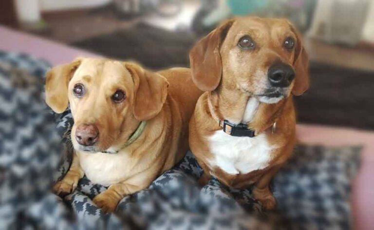 Gauteng 10 Adorable Small Dogs to Adopt - Little Doggy Rescue