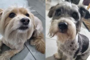 Gauteng 10 Adorable Small Dogs to Adopt - Little Doggy Rescue