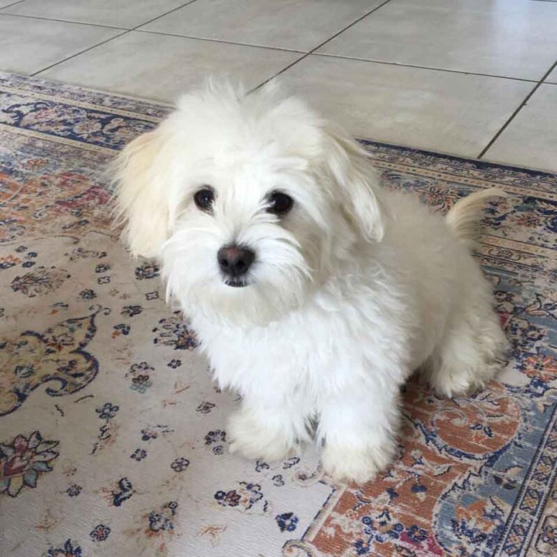 10 Adorable Dogs for Adoption - Little Doggy Rescue