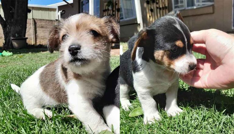Gauteng 10 Adorable Small Dogs to Adopt - Little Doggy Rescue