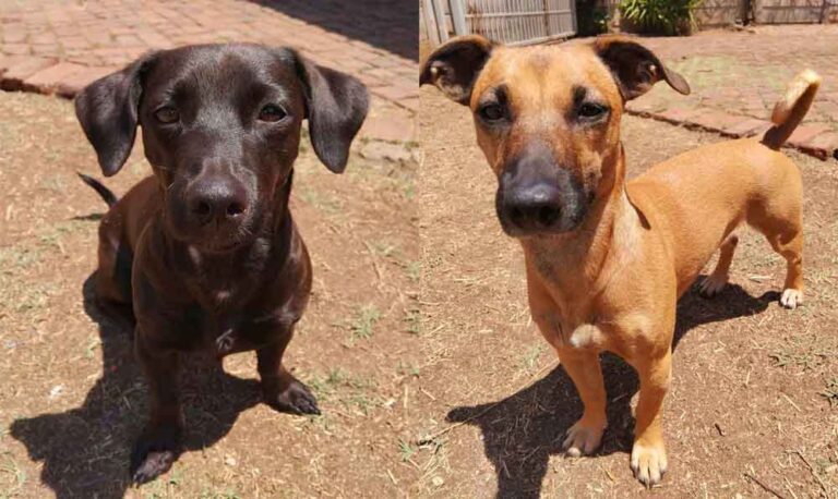 Gauteng 10 Adorable Small Dogs to Adopt - Little Doggy Rescue