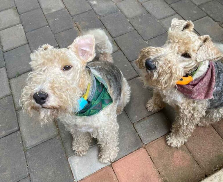 Gauteng 10 Adorable Small Dogs to Adopt - Little Doggy Rescue