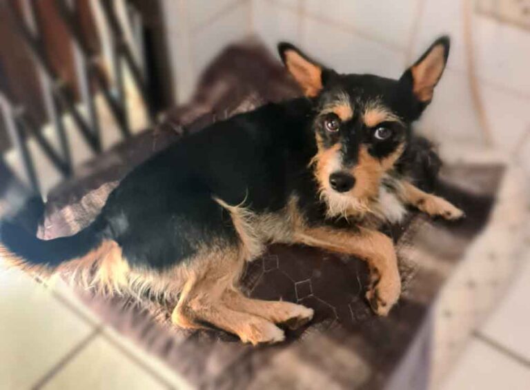 Gauteng 10 Adorable Small Dogs to Adopt - Little Doggy Rescue