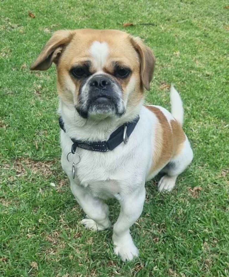 Gauteng 10 Adorable Small Dogs to Adopt - Little Doggy Rescue