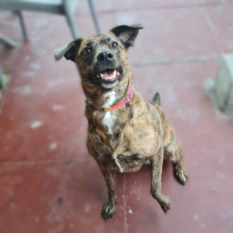 10 Adorable Dogs for Adoption - Little Doggy Rescue