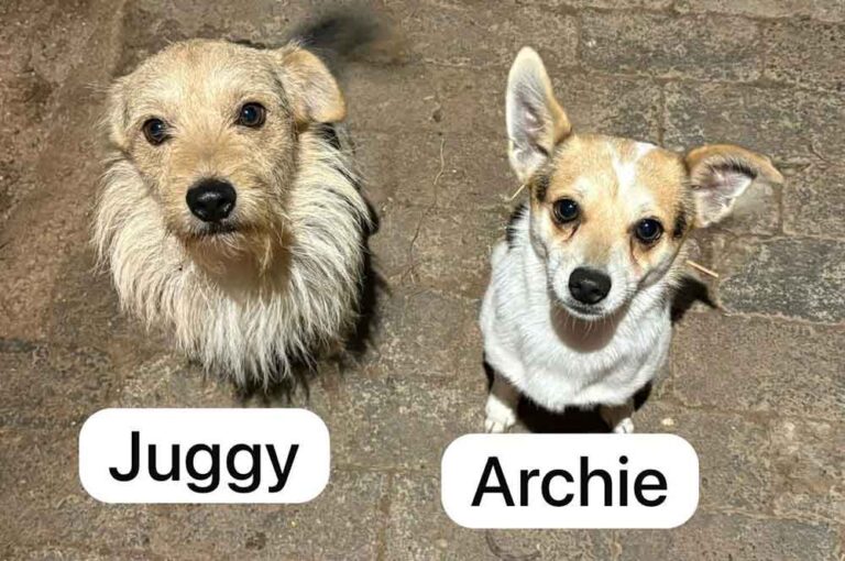 Gauteng 10 Adorable Small Dogs to Adopt - Little Doggy Rescue