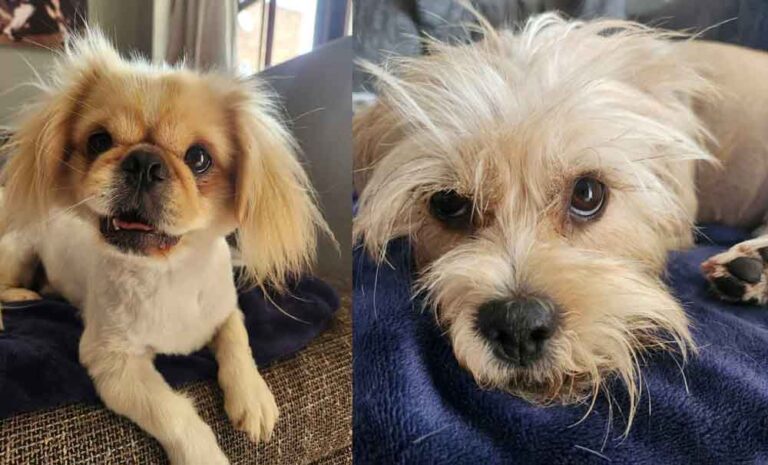 Gauteng 10 Adorable Small Dogs to Adopt - Little Doggy Rescue