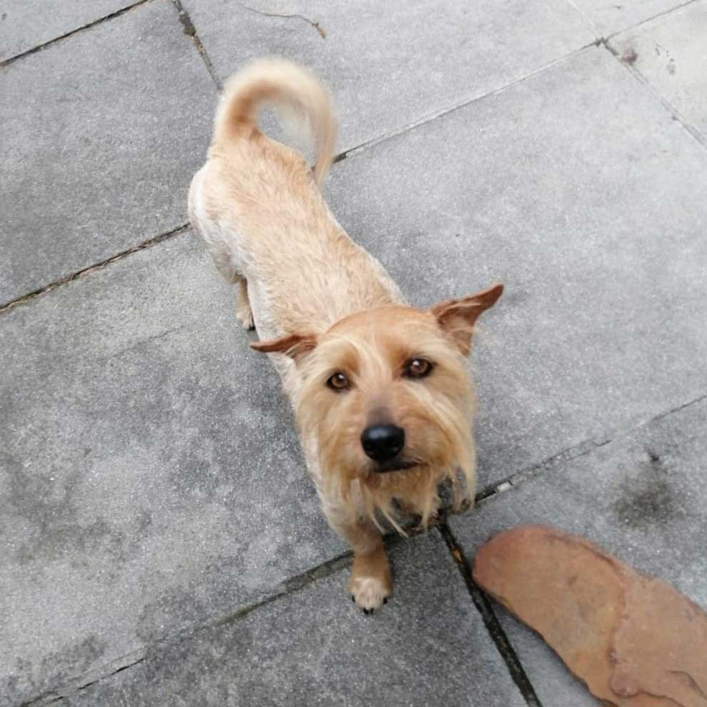 #166 ALREADY ADOPTED: Western Cape, Fish Hoek - Adopt Yorkie Cross ...