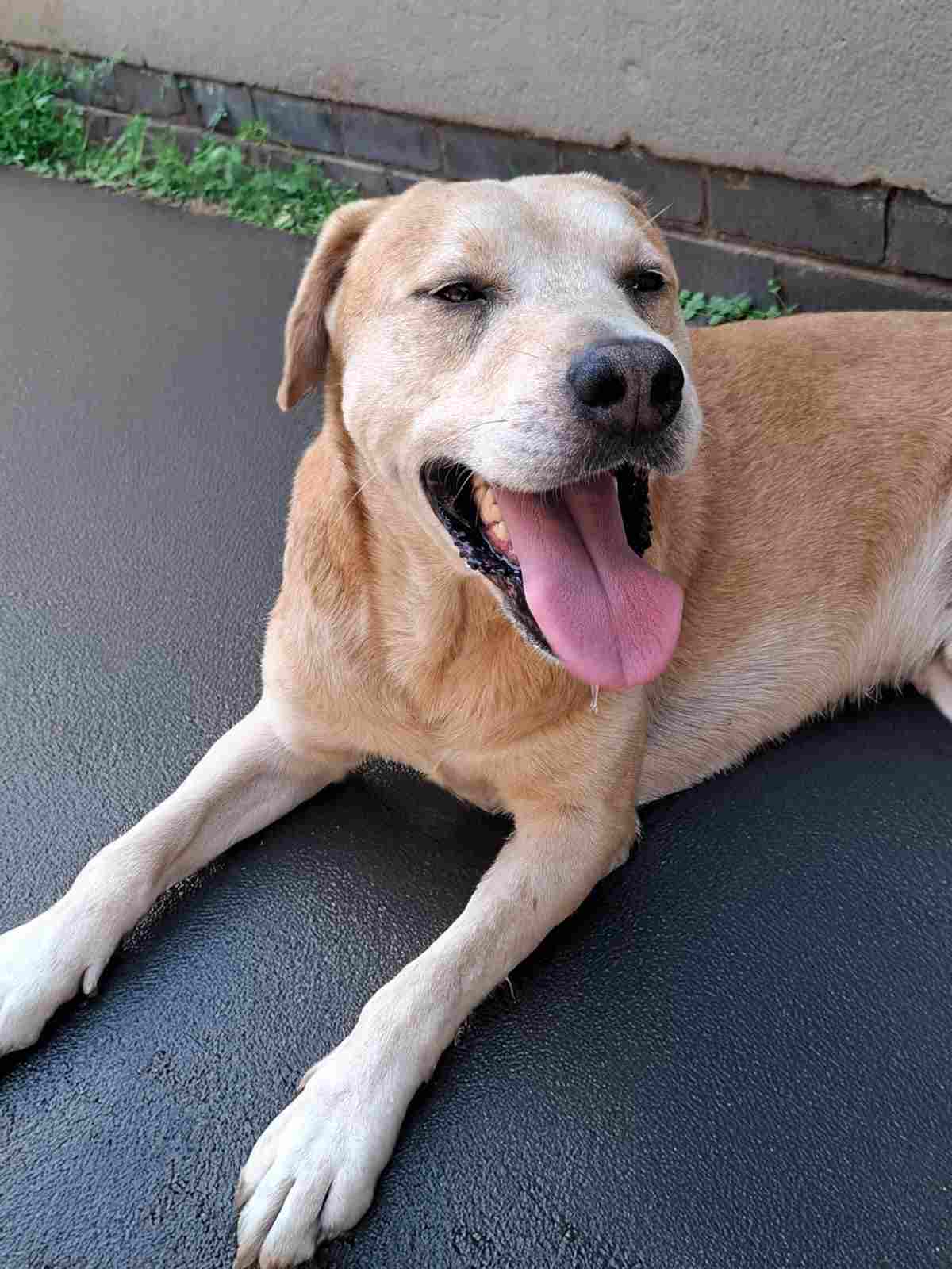 Rehome and Adopt a Small Dog - Little Doggy Rescue