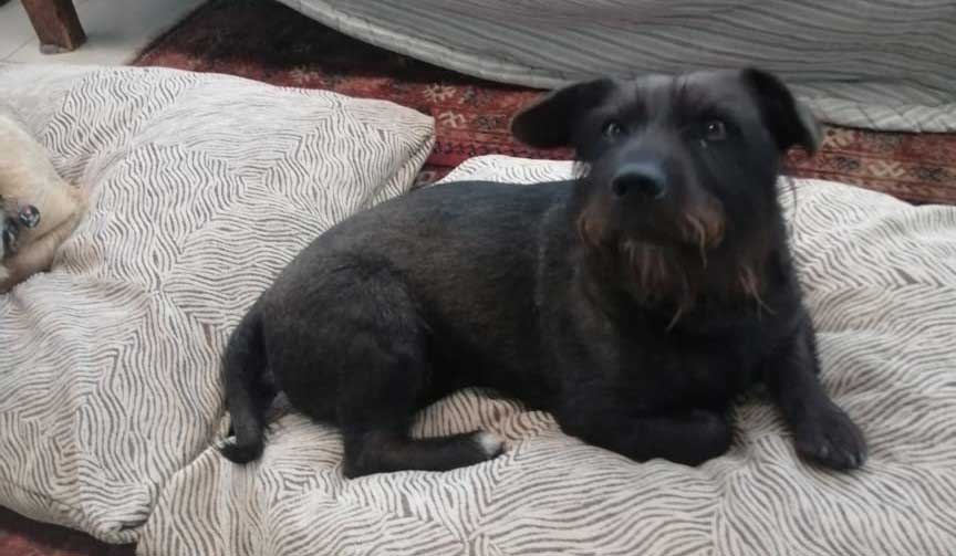 #166 ALREADY ADOPTED: Western Cape, Fish Hoek - Adopt Yorkie Cross ...