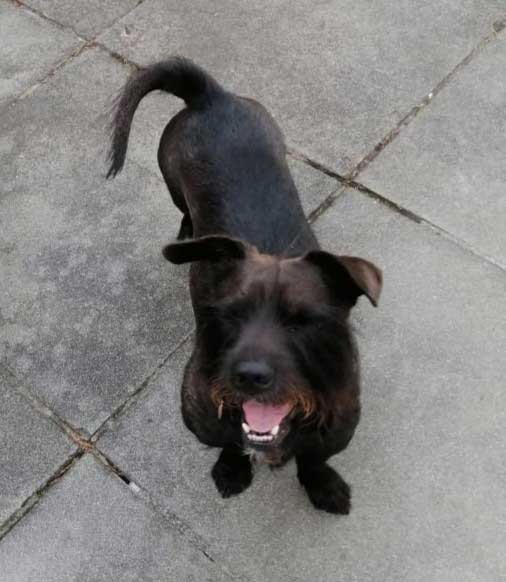 #166 ALREADY ADOPTED: Western Cape, Fish Hoek - Adopt Yorkie Cross ...