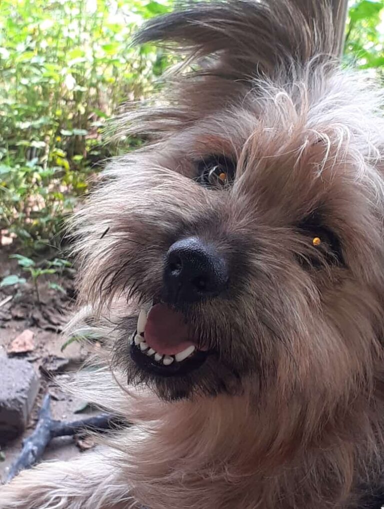 Gauteng 10 Adorable Small Dogs to Adopt - Little Doggy Rescue