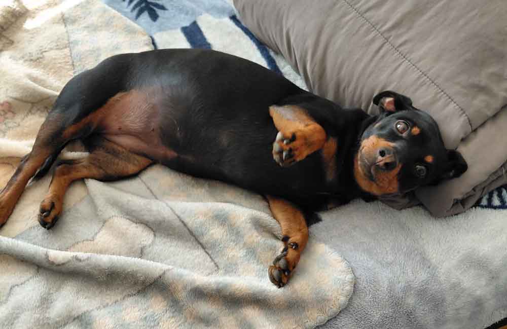 #170 ALREADY ADOPTED - Gauteng, Edenvale: Bella Female Doxie-Pin ...