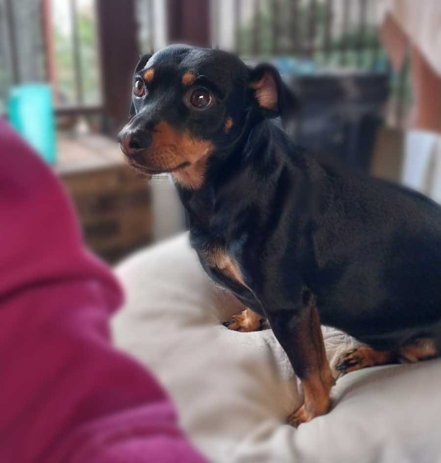 #170 ALREADY ADOPTED - Gauteng, Edenvale: Bella Female Doxie-Pin ...