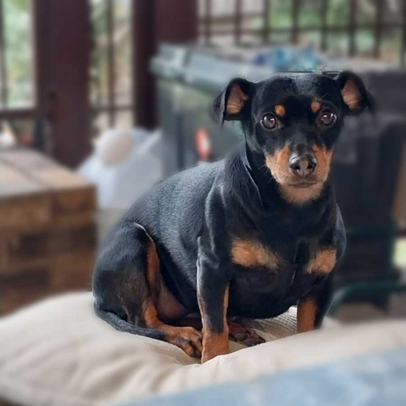 Gauteng 10 Adorable Small Dogs to Adopt - Little Doggy Rescue