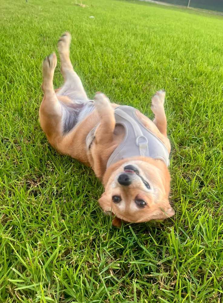 #173 ALREADY ADOPTED - Western Cape, Somerset West: Corgi Cross ...