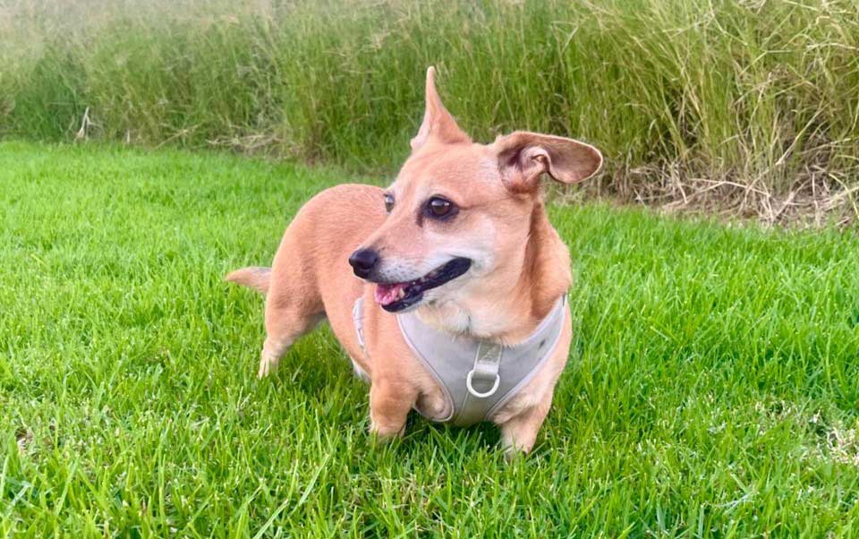 #173 ALREADY ADOPTED - Western Cape, Somerset West: Corgi Cross ...