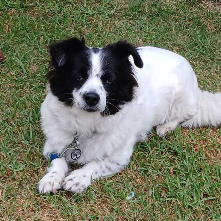 10 Adorable Dogs for Adoption - Little Doggy Rescue