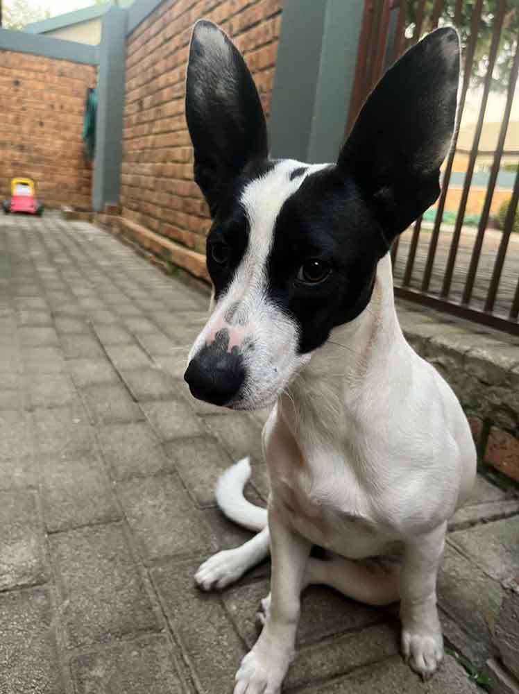 #184 ALREADY ADOPTED - Gauteng, Roodepoort: Cairo Female Fox Terrier - Little Doggy Rescue