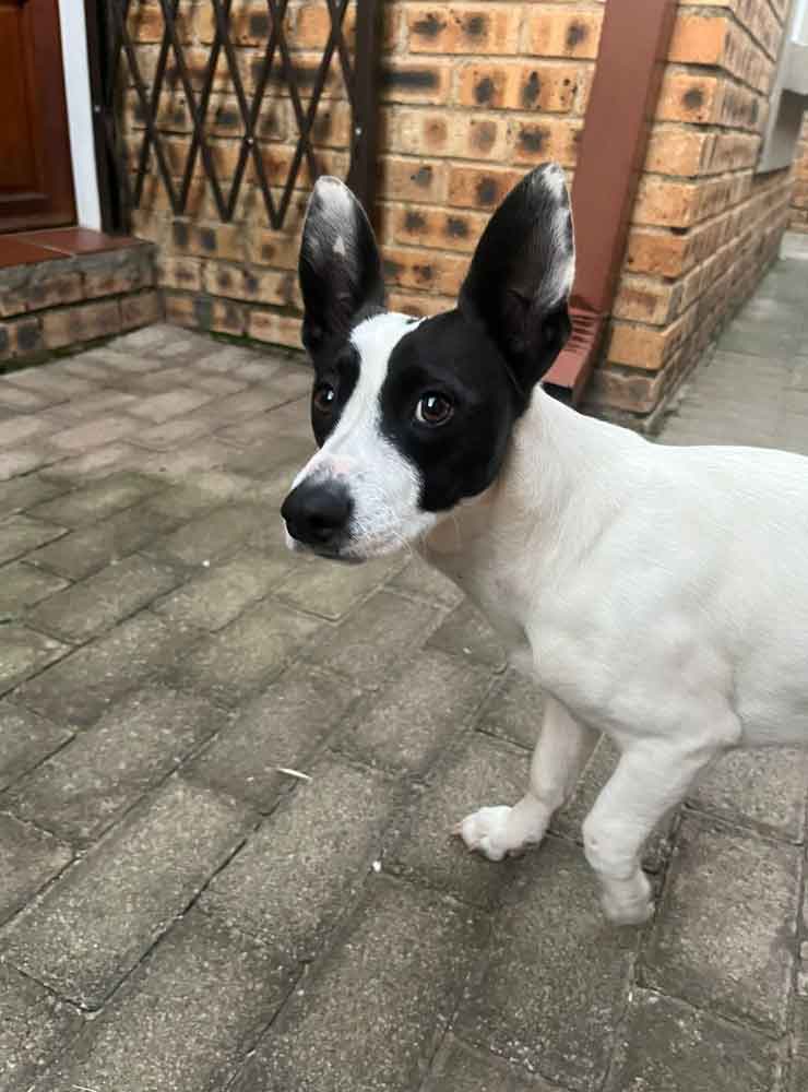 #184 ALREADY ADOPTED - Gauteng, Roodepoort: Cairo Female Fox Terrier - Little Doggy Rescue