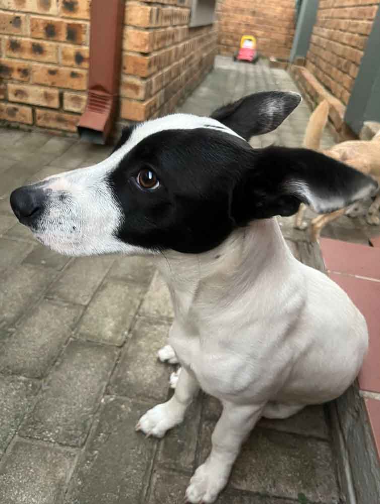 #184 ALREADY ADOPTED - Gauteng, Roodepoort: Cairo Female Fox Terrier - Little Doggy Rescue