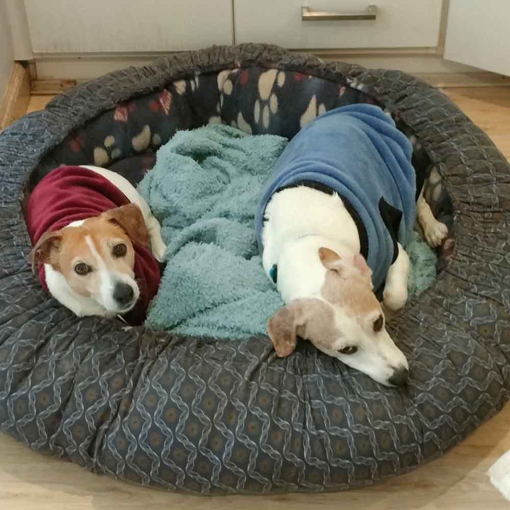 #186 ALREADY ADOPTED - Gauteng, Glenhazel: Senior Jack Russell Pair ...