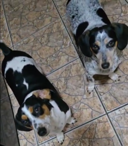 Adopt a Small Dog in Gauteng | Available Dogs | Little Doggy Rescue