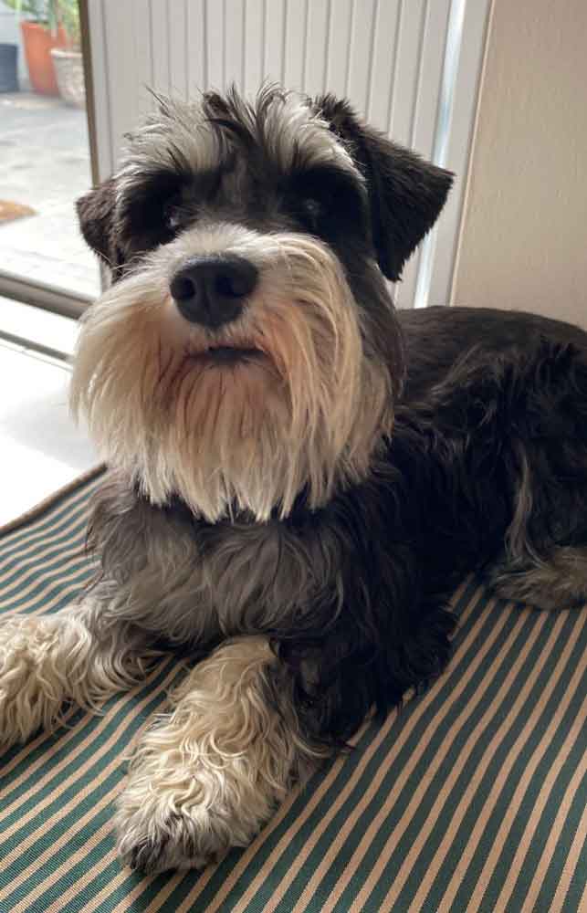 #194 ALREADY ADOPTED - Mpumalanga Secunda ~ Female Miniature Schnauzer ...