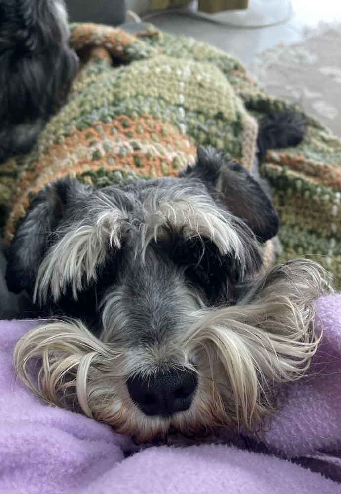#194 ALREADY ADOPTED - Mpumalanga Secunda ~ Female Miniature Schnauzer ...