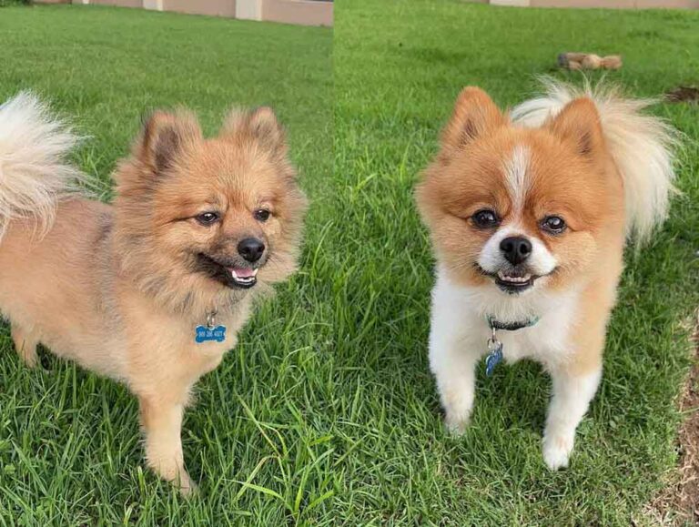 Adopt a Small Dog in Gauteng | Available Dogs | Little Doggy Rescue