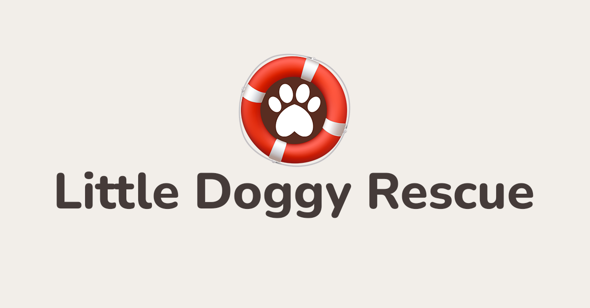Adopt a Small Dog in Mpumalanga | Little Doggy Rescue
