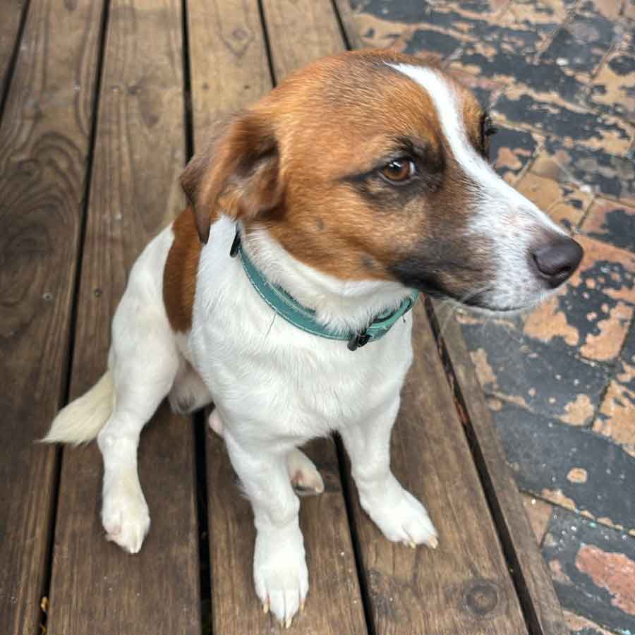 #210 ALREADY ADOPTED - Western Cape, Hout Bay ~ Short-Legged Jack ...