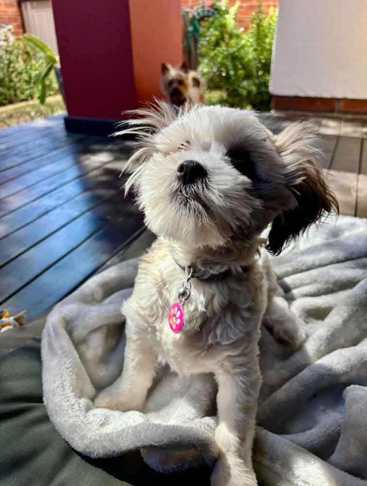 Adopt a Small Dog in Gauteng | Available Dogs | Little Doggy Rescue