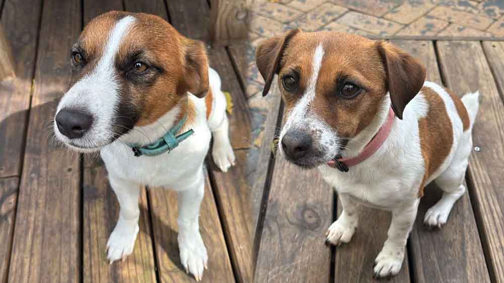 #210 ALREADY ADOPTED - Western Cape, Hout Bay ~ Short-Legged Jack ...